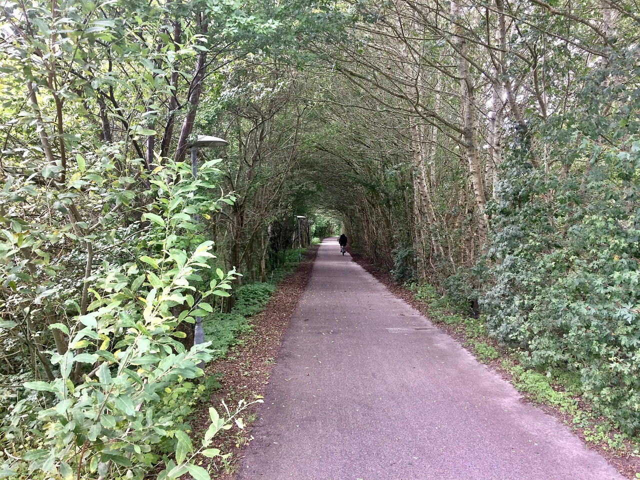 Nature Trees Alley - Free photo on Pixabay