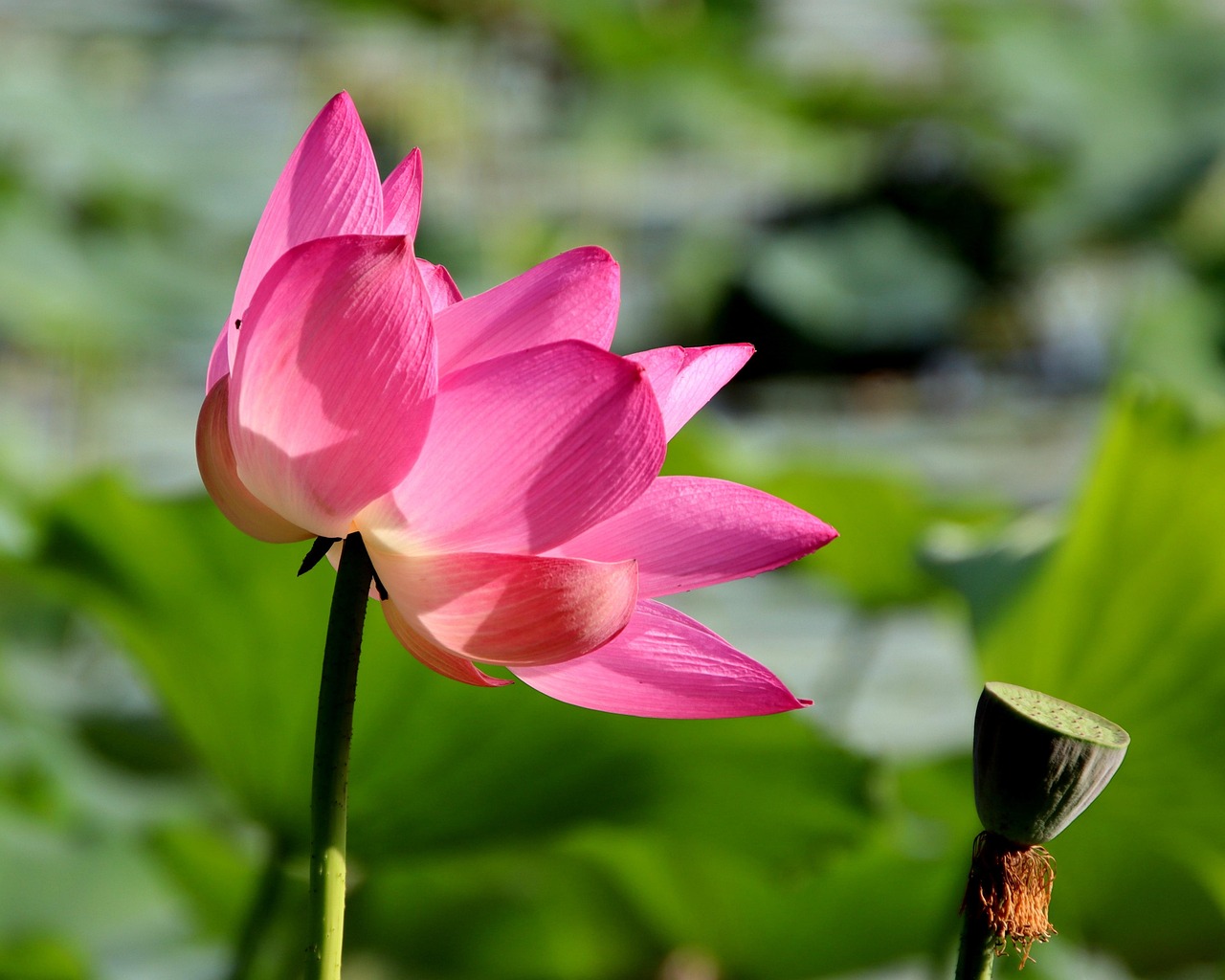 Lotus Flower Pink - Free photo on Pixabay - Pixabay