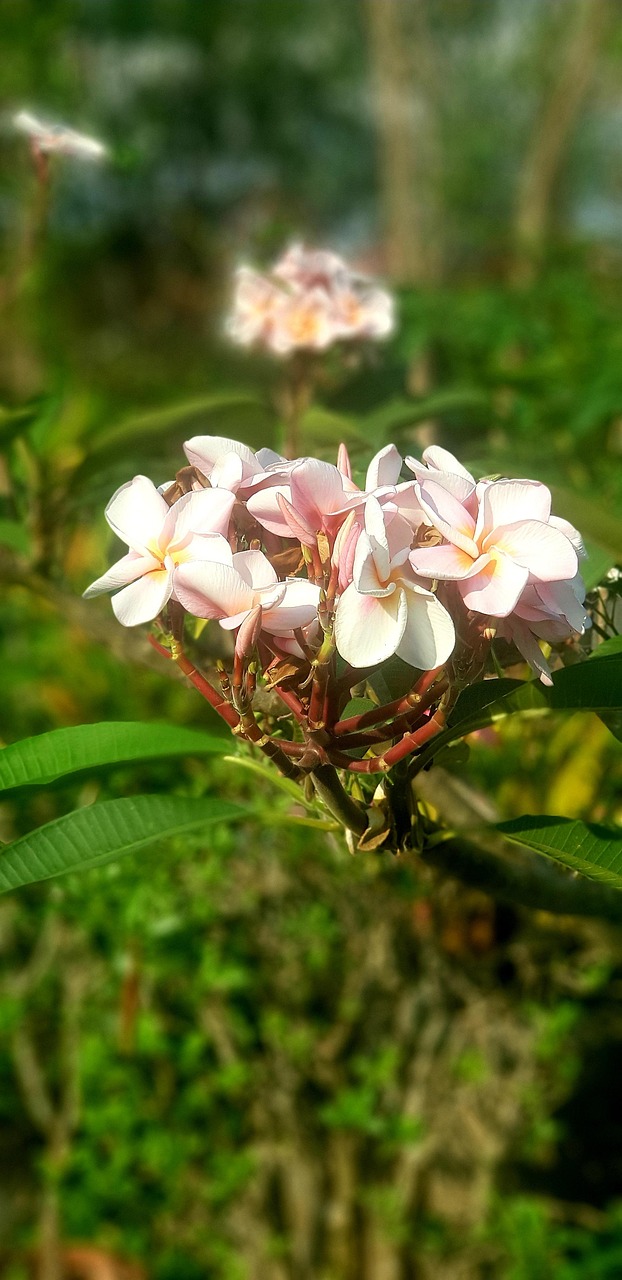 Flower Lan Thom Frangipani - Free photo on Pixabay - Pixabay