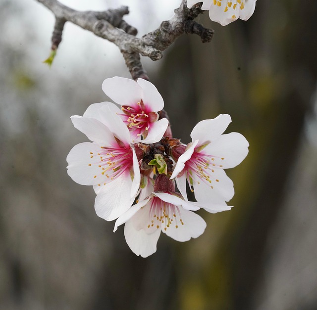Almond Blossoms Flowers Branch - Free photo on Pixabay - Pixabay