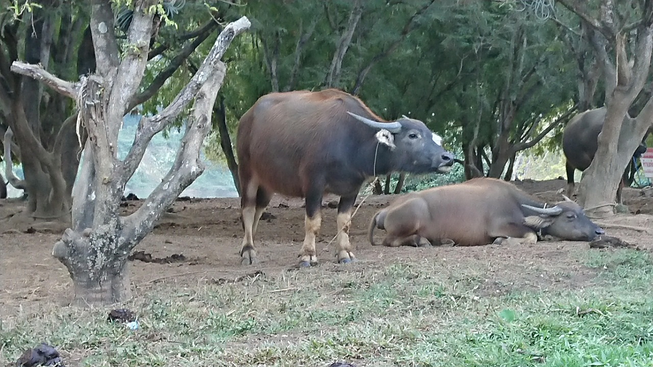 Buffalo Animals Nature - Free photo on Pixabay - Pixabay