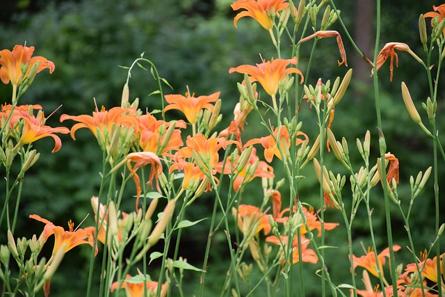 Lirios Flores Jardín - Foto gratis en Pixabay - Pixabay