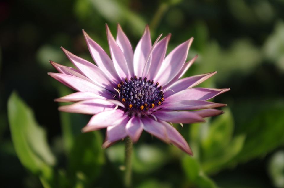 玛格丽特角 花 紫花 - Pixabay上的免费照片 - Pixabay