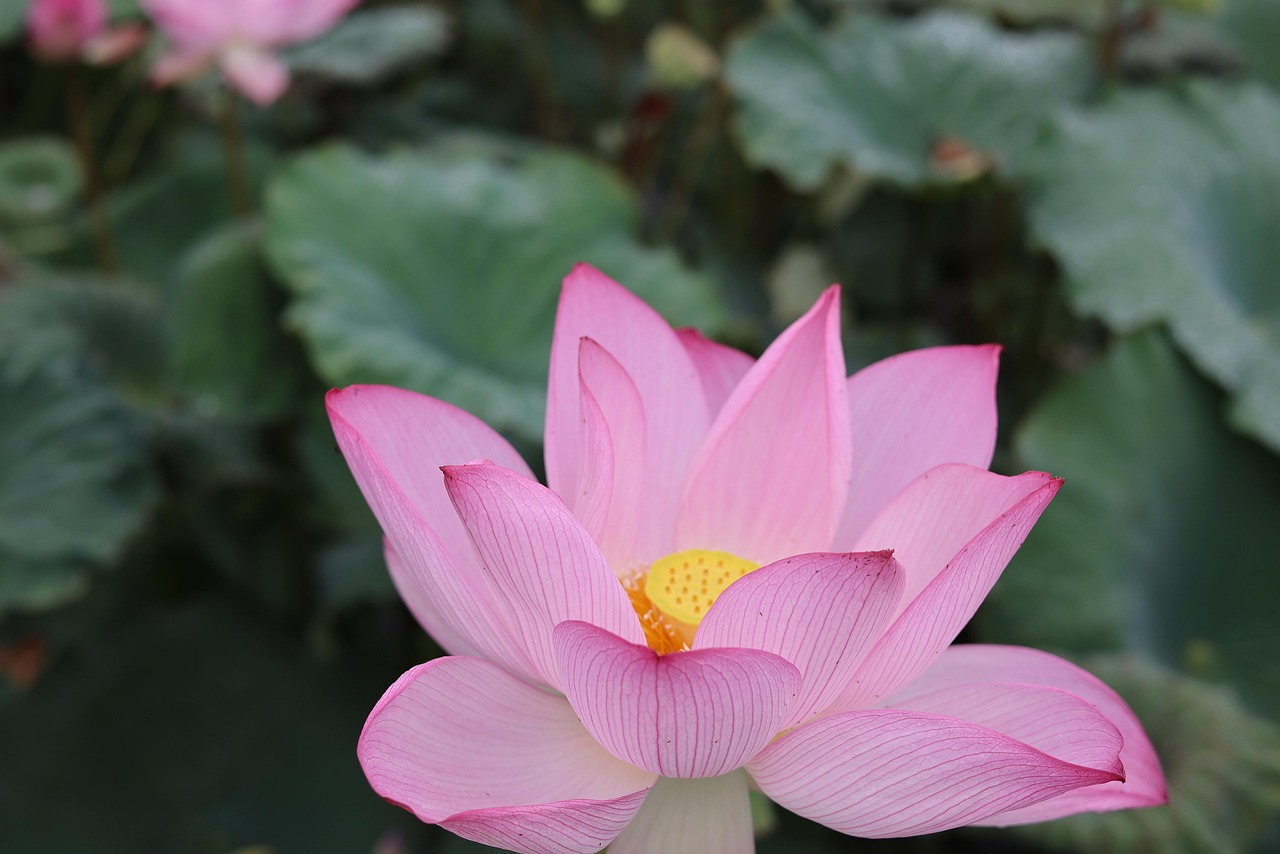 Çiçek Lotus Suda Yaşayan Bitki - Pixabay'de ücretsiz fotoğraf