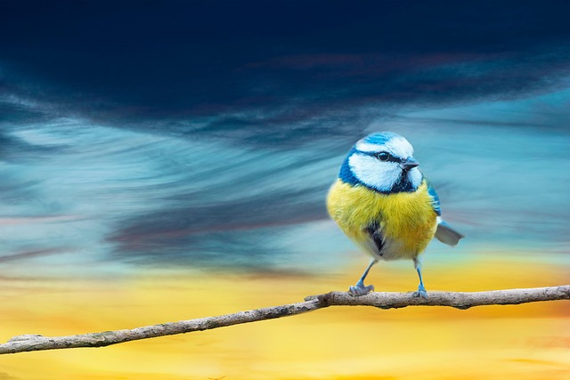 100,000+ Free Peace Bird & Bird Images - Pixabay