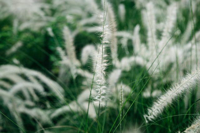 Plantes Nature Gazon - Photo gratuite sur Pixabay - Pixabay