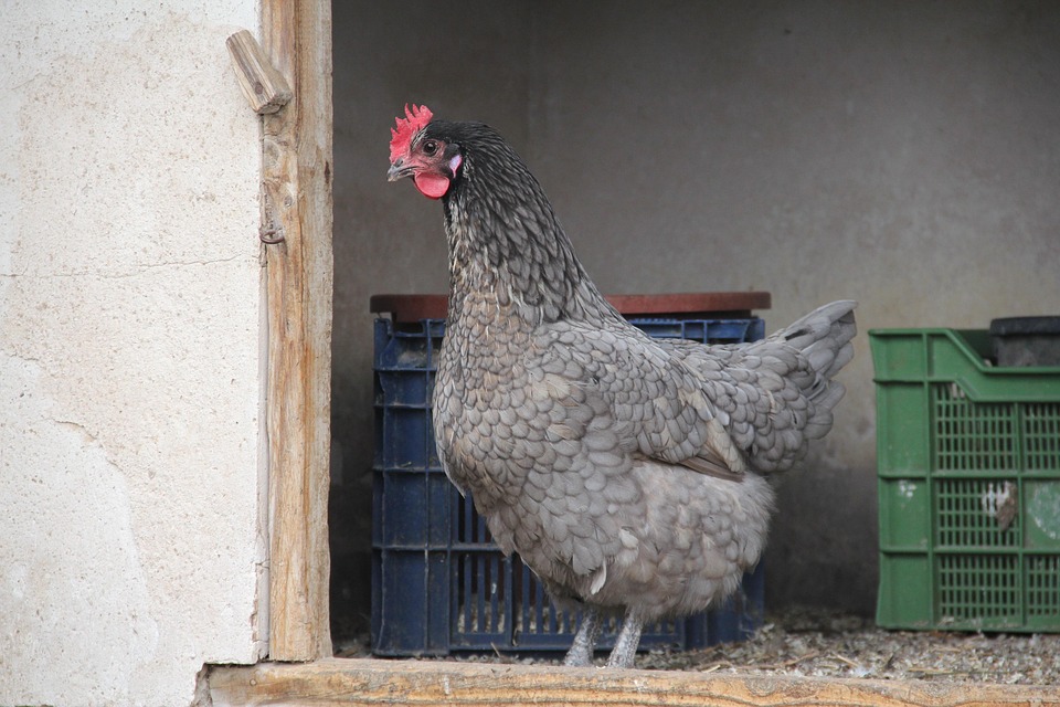 Pollo Pájaro Aves De Corral - Foto gratis en Pixabay - Pixabay