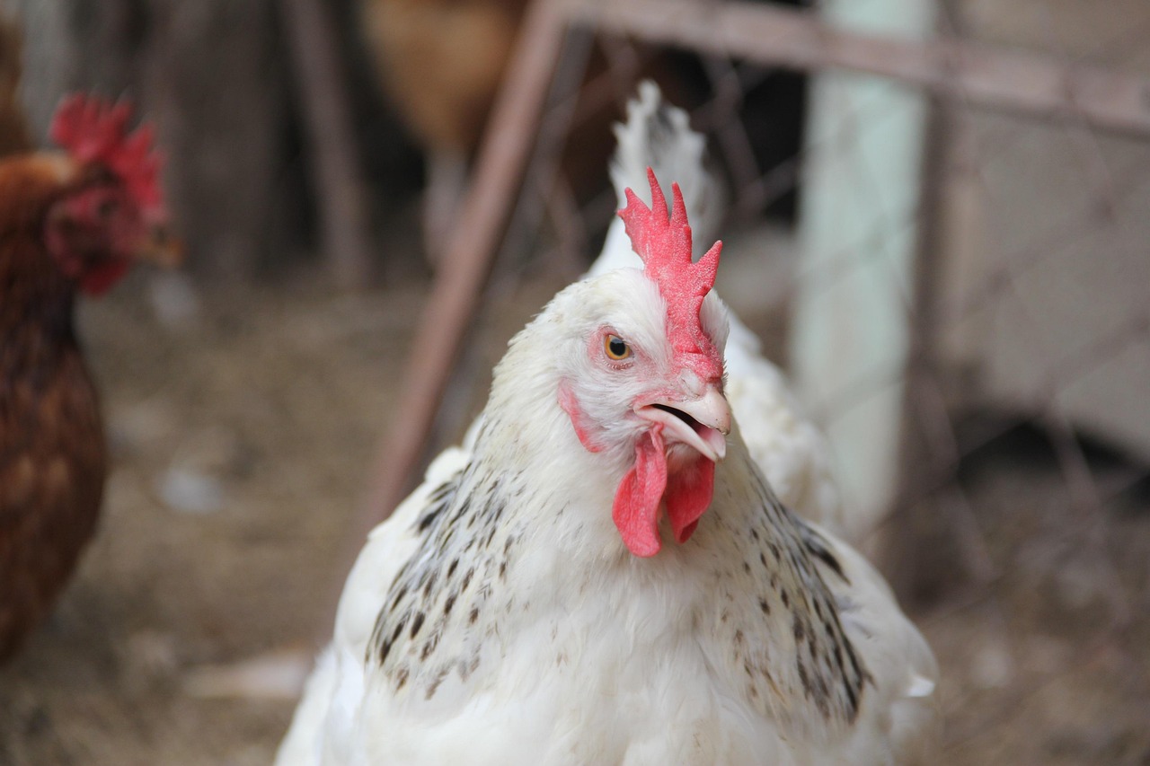 Poulet Oiseau La Volaille - Photo gratuite sur Pixabay - Pixabay