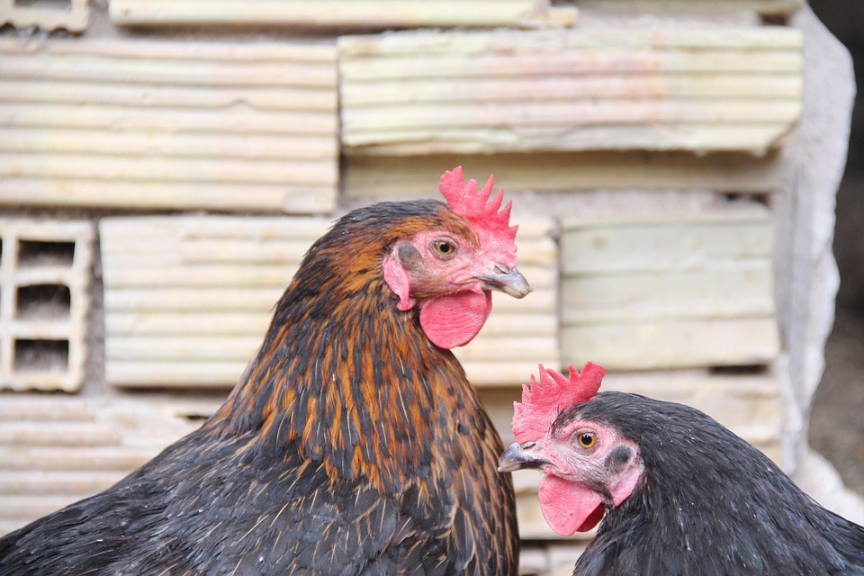 Chickens Birds Poultry - Free photo on Pixabay - Pixabay