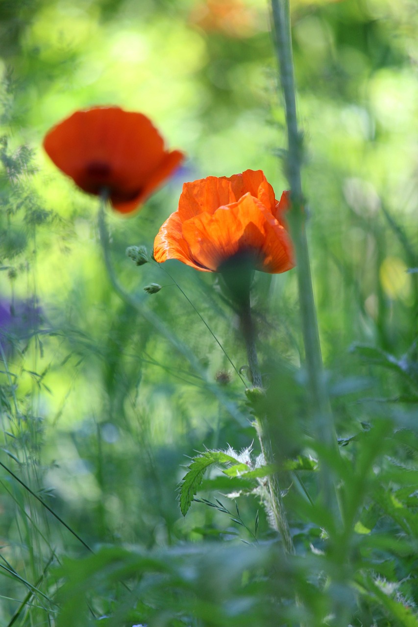 Fleur Coquelicot Bloom - Photo gratuite sur Pixabay - Pixabay