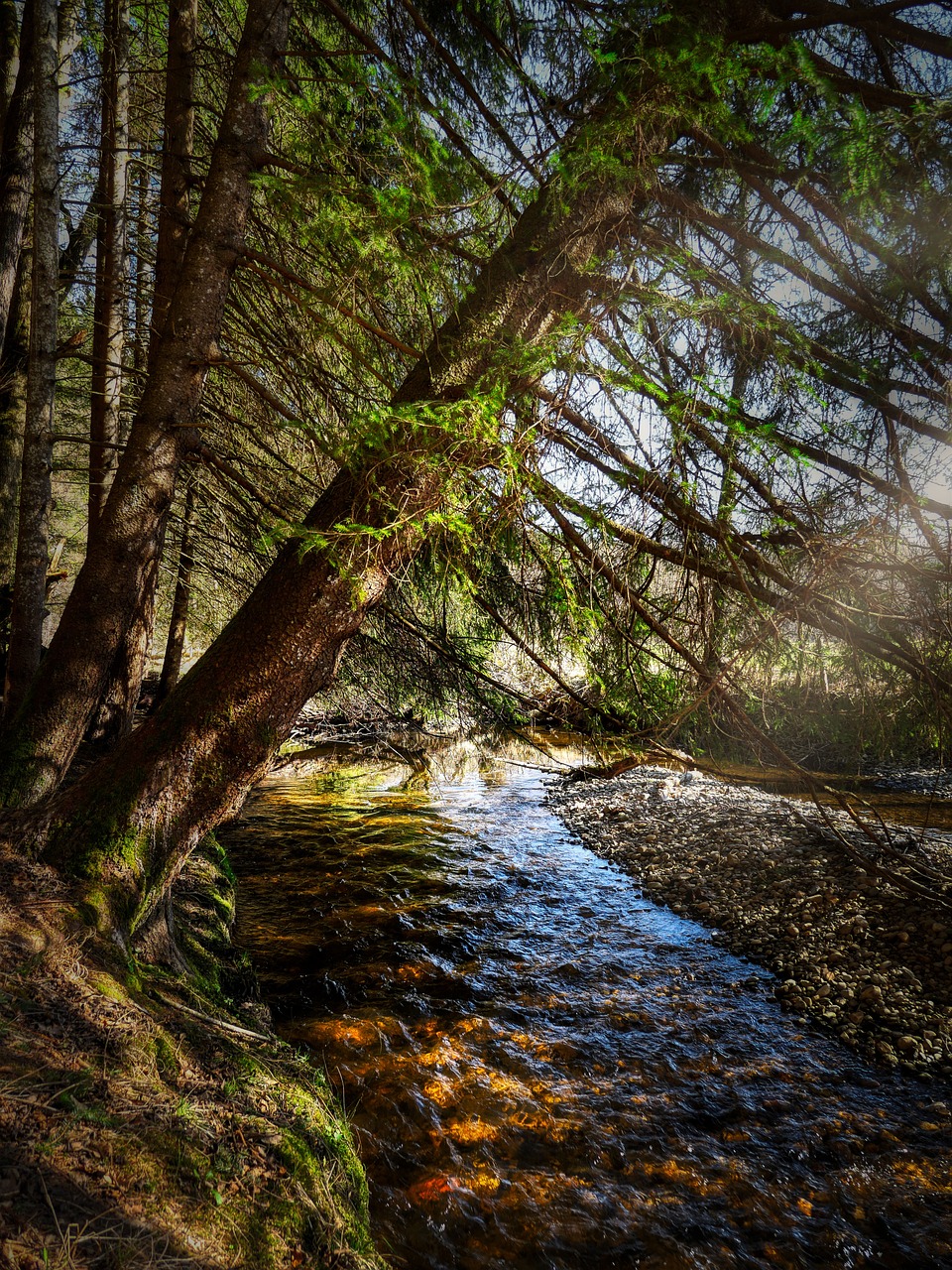 Bach Flow Trees - Free photo on Pixabay - Pixabay