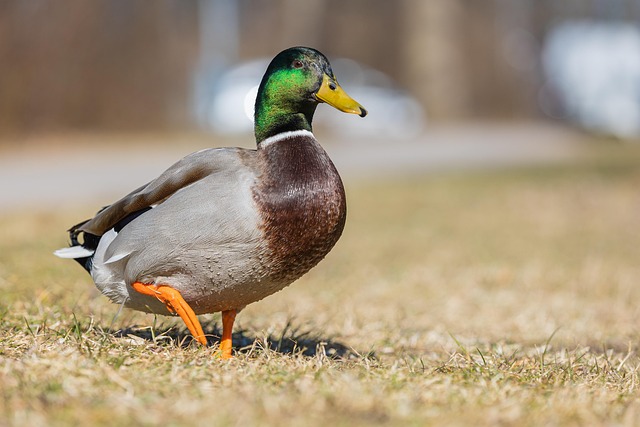 Pato Real Pájaro Aves - Foto gratis en Pixabay