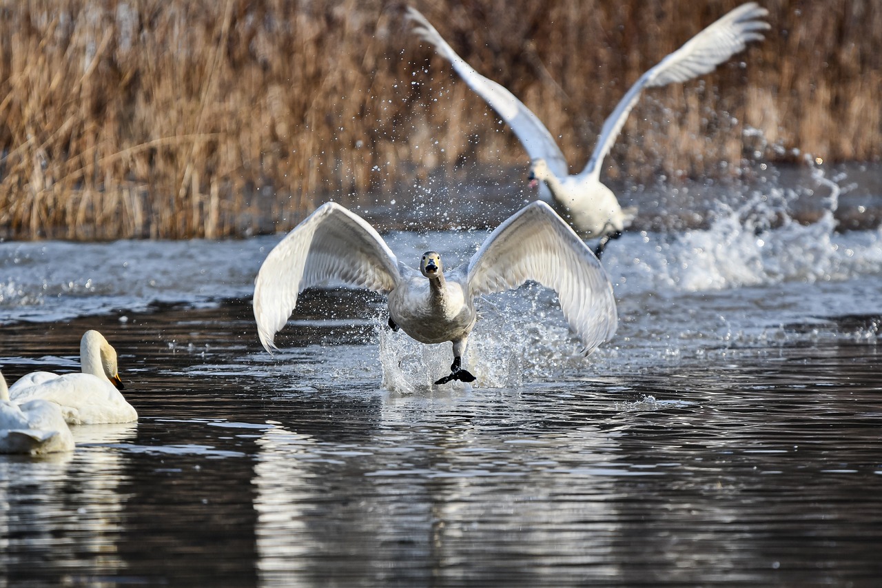 Cisne Lago Ave Aquática - Foto gratuita no Pixabay - Pixabay