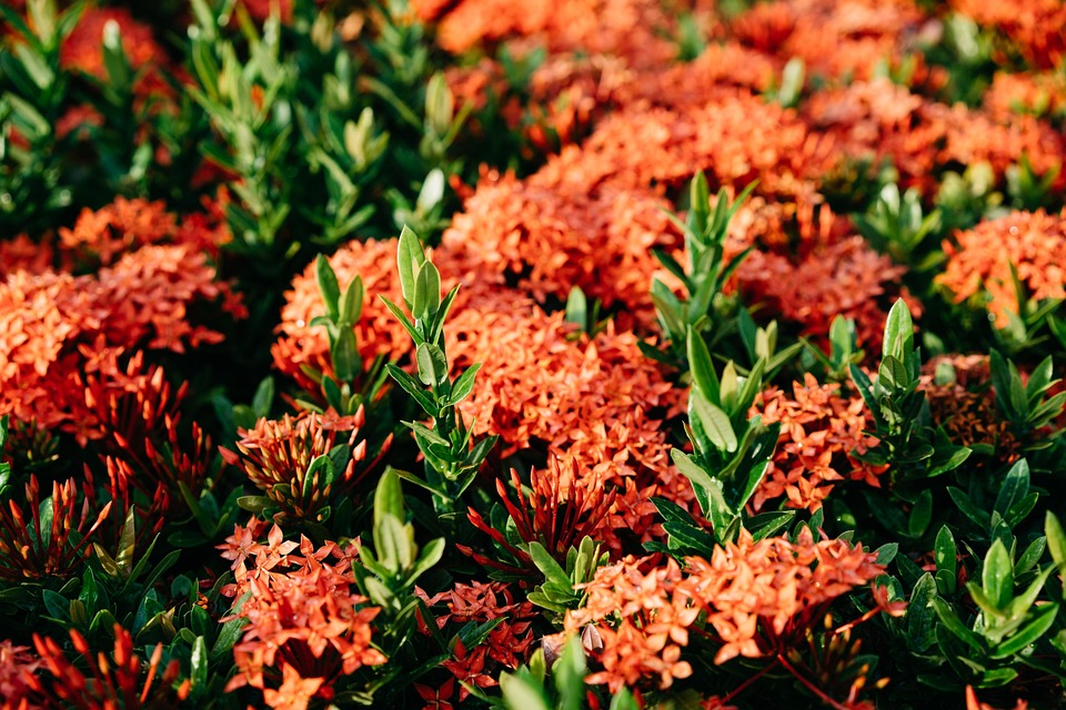 Ixora Flowers Plants Chinese - Free photo on Pixabay
