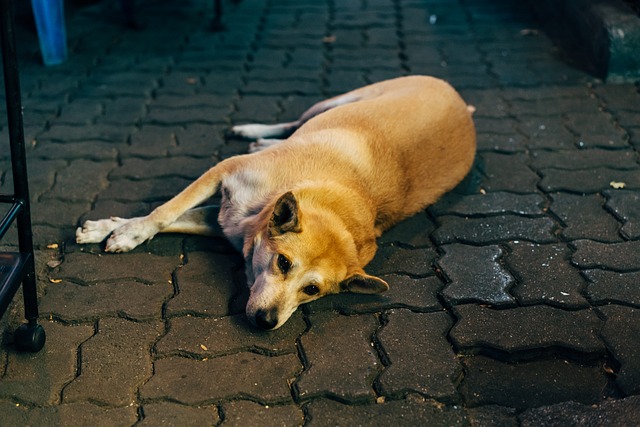 Animal Dog Stray - Free photo on Pixabay