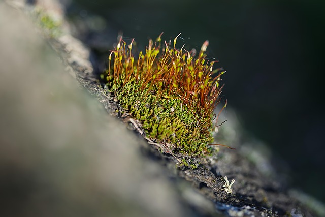 Mousse Nature En Plein Air - Photo gratuite sur Pixabay - Pixabay