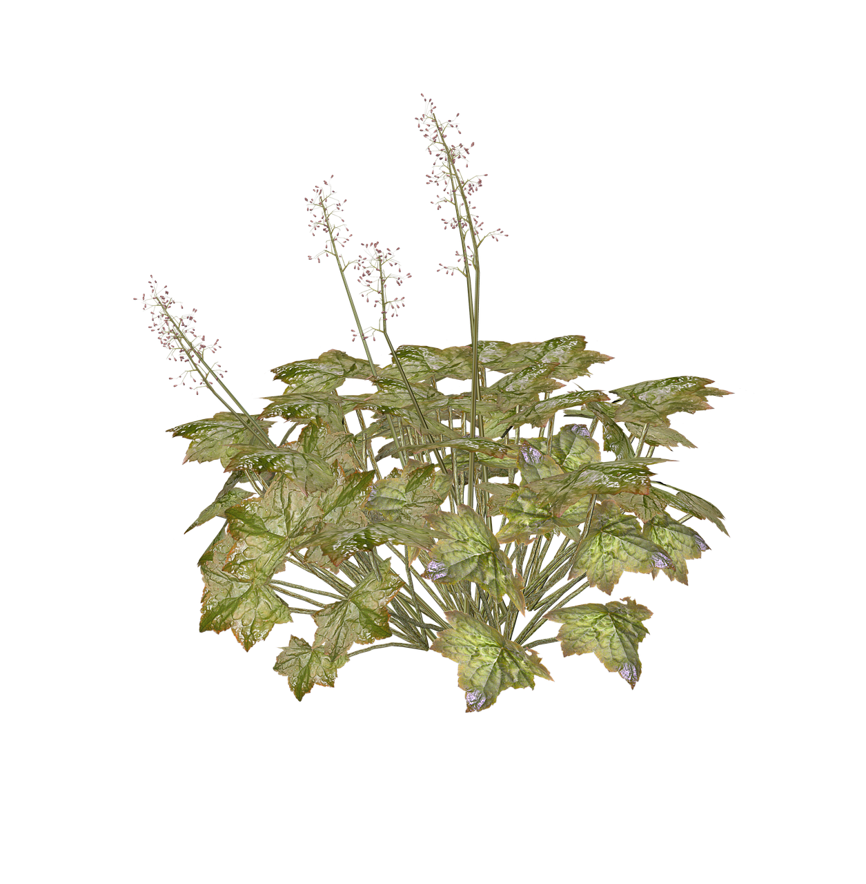 Fleurs Feuilles Plantes - Image gratuite sur Pixabay - Pixabay