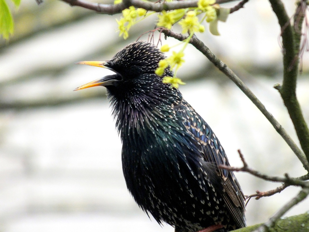900+ kostenlose Vogel Star und Star-Bilder - Pixabay