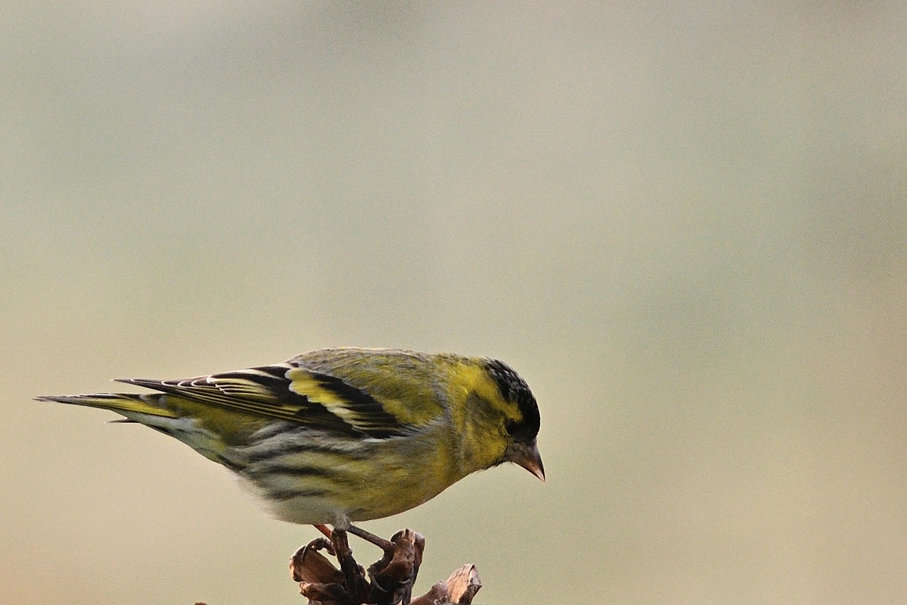100+ Free Siskin & Bird Images - Pixabay