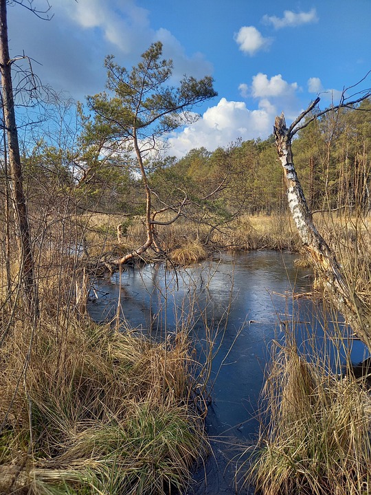 Reserve Nature Marsh - Free photo on Pixabay - Pixabay