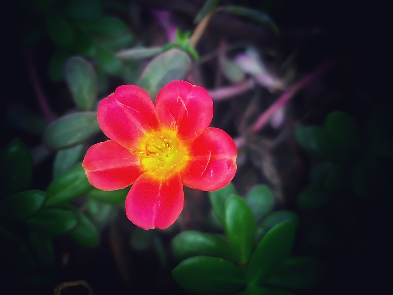 Flor Vermelha Jardim - Foto gratuita no Pixabay - Pixabay