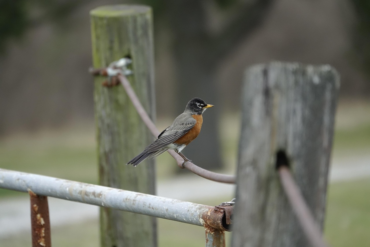 Fågel Robin Ornitologi - Gratis foto på Pixabay - Pixabay