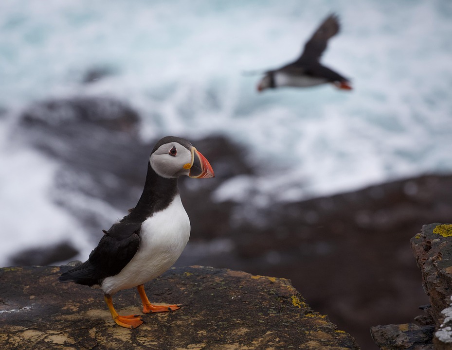 Bird Puffin Ornithology - Free photo on Pixabay