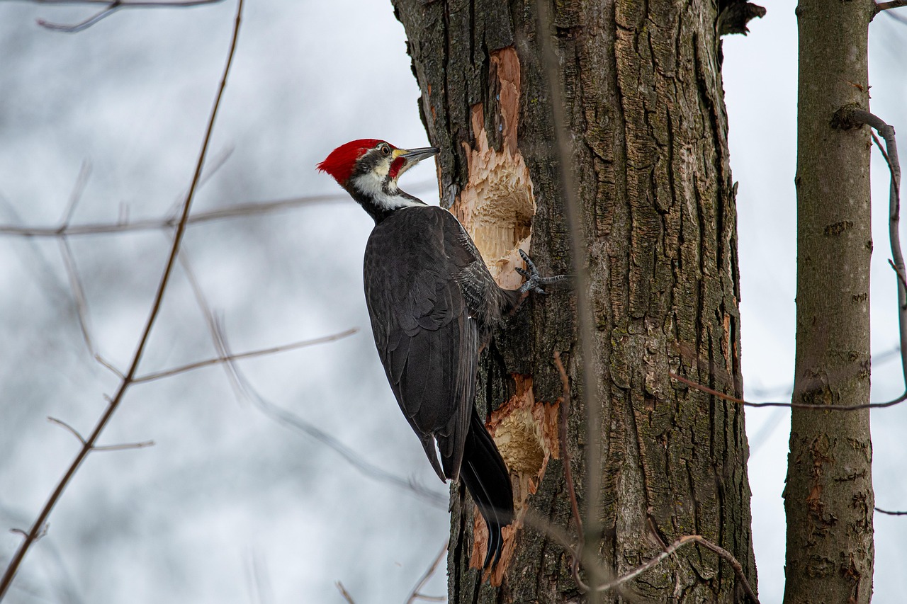 2,000+ Free Woody The Woodpecker & Woodpecker Images - Pixabay