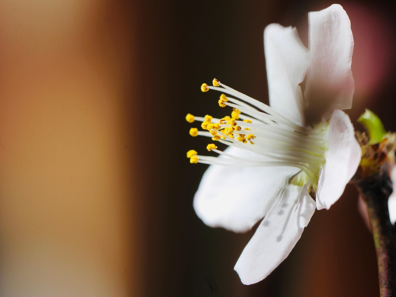 Bunga Putih Buah Persik Yang - Foto gratis di Pixabay - Pixabay