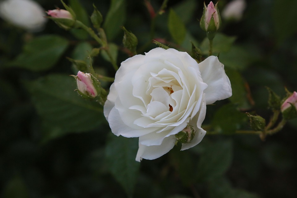 Rose Blanche Fleur - Photo gratuite sur Pixabay - Pixabay