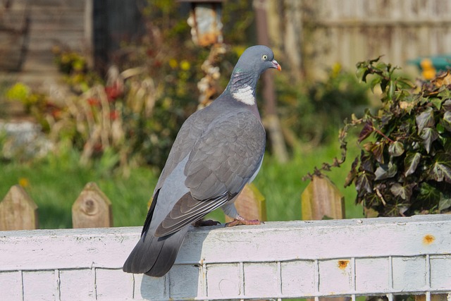Plus de 30 photos gratuites de Palombe et de Oiseau - Pixabay