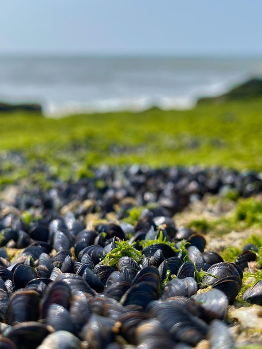 Mussels Marine Beach - Free photo on Pixabay - Pixabay