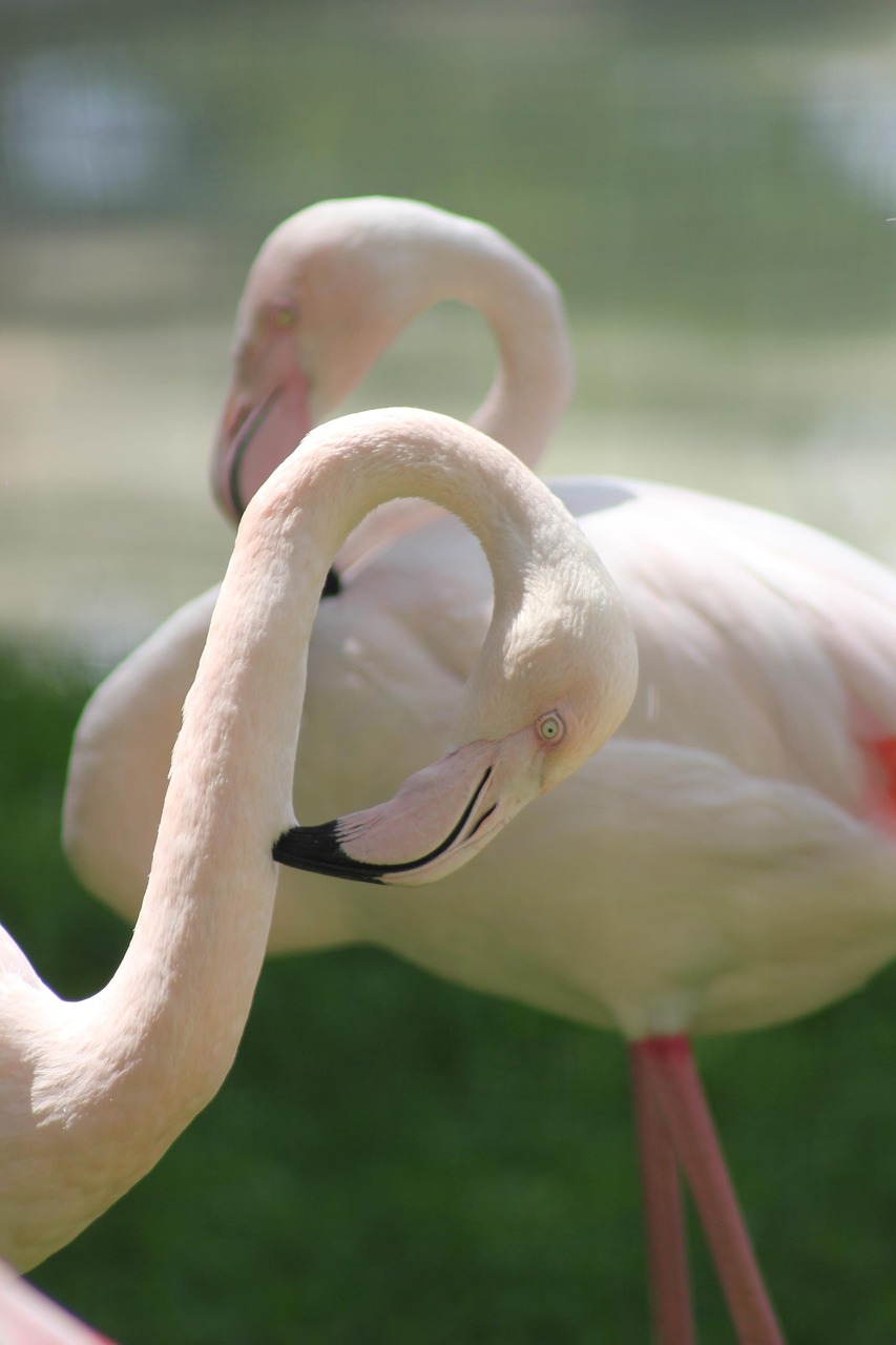 2,000+ Free Flamingo & Nature Images - Pixabay