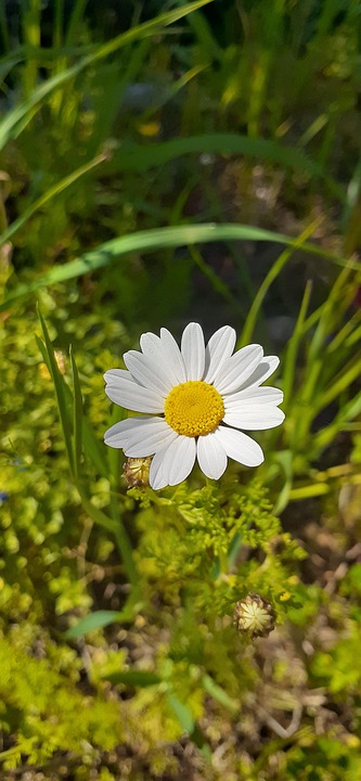 Flower Daisy Nature - Free photo on Pixabay