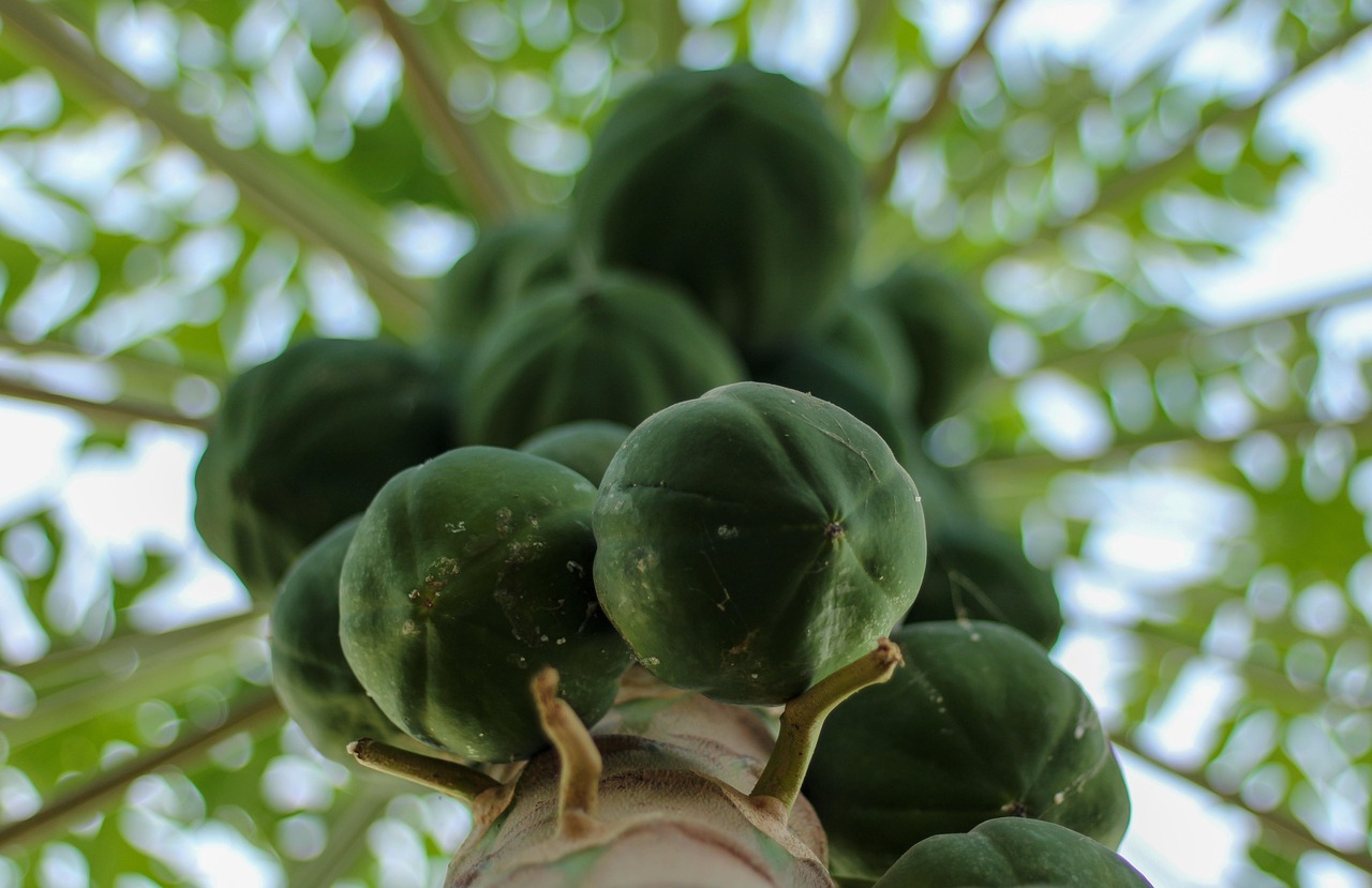 Papaya Fruits Food - Free photo on Pixabay - Pixabay