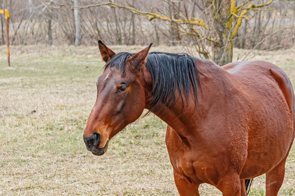 Horse Animal Equine - Free photo on Pixabay - Pixabay