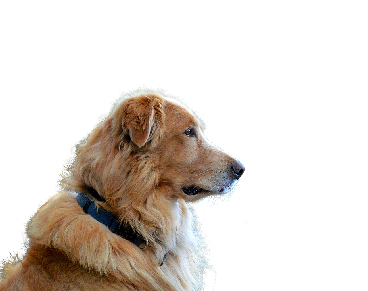 Cachorro Animal Doméstico Latido - Imagens grátis no Pixabay - Pixabay