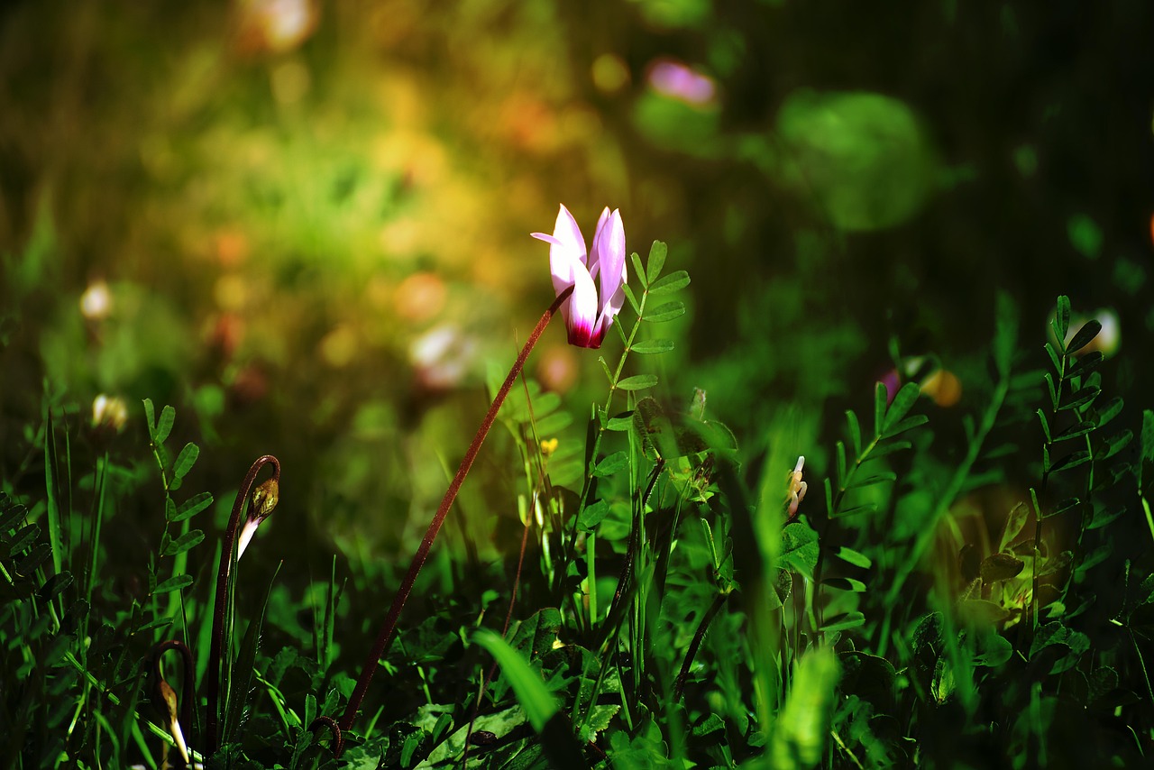 Bunga Tanaman Padang Rumput - Foto gratis di Pixabay - Pixabay