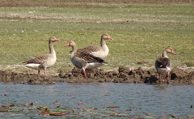 Les Oies Cendrées Des Oiseaux - Photo gratuite sur Pixabay - Pixabay