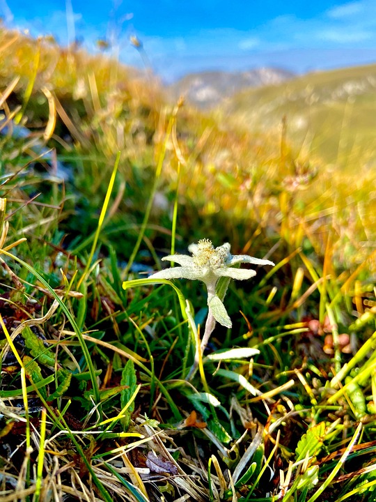 Flower Edelweiss Plant - Free photo on Pixabay - Pixabay