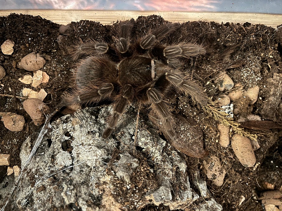 Tarantula Spider Arachnid - Free photo on Pixabay