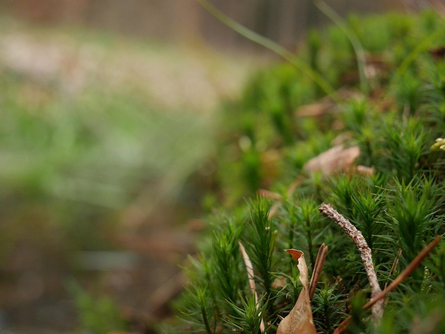 Mousse Nature Forêt - Photo gratuite sur Pixabay - Pixabay