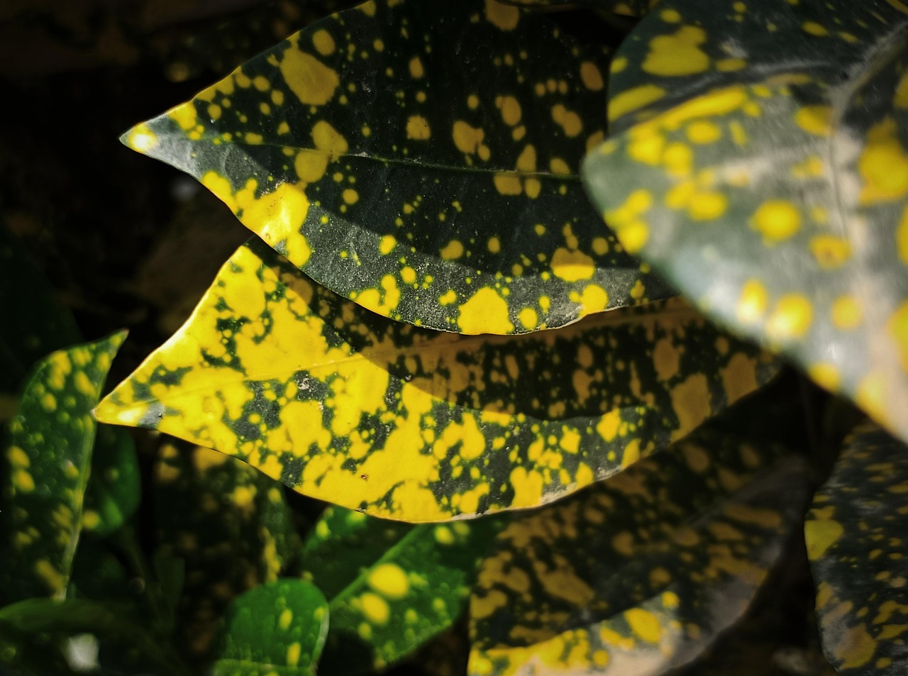 Folhas Natureza Botânica - Foto gratuita no Pixabay - Pixabay