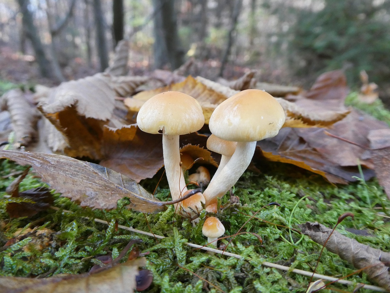 Champignons Forêt Tombe La - Photo gratuite sur Pixabay - Pixabay