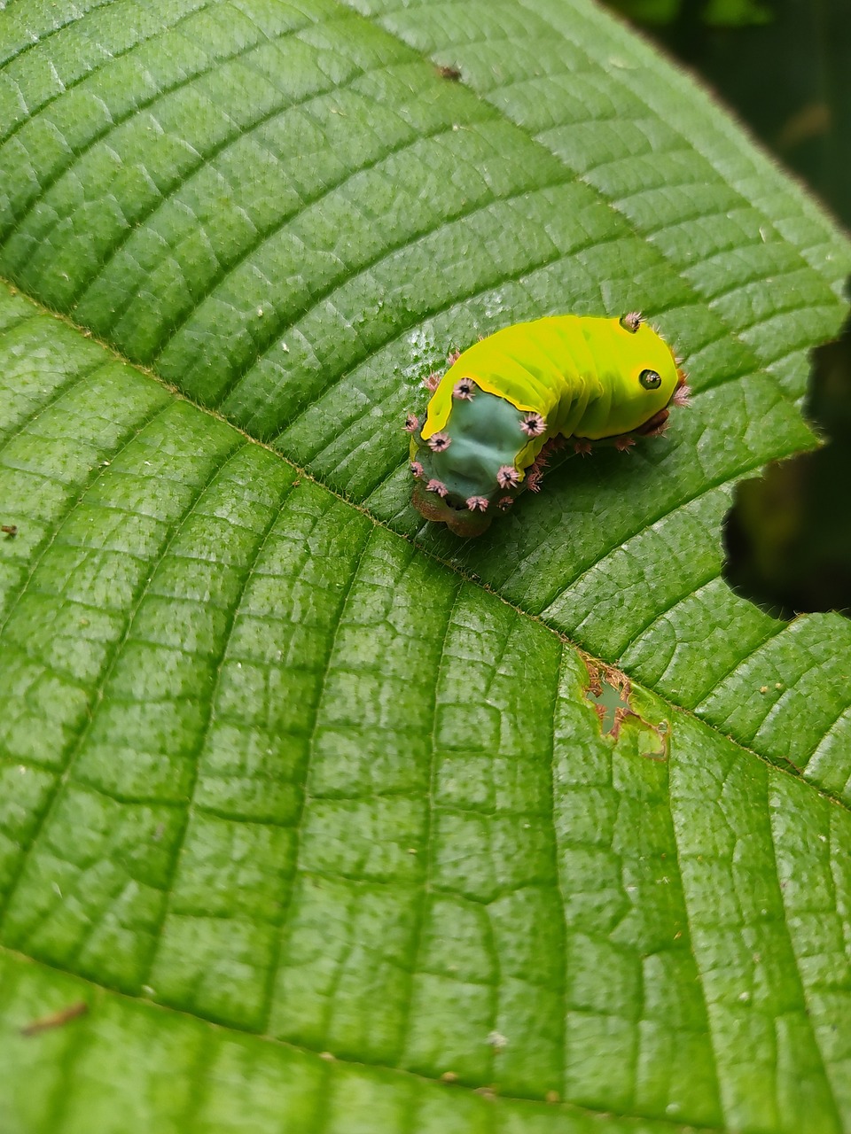 Worm Sheet Plant - Free photo on Pixabay - Pixabay