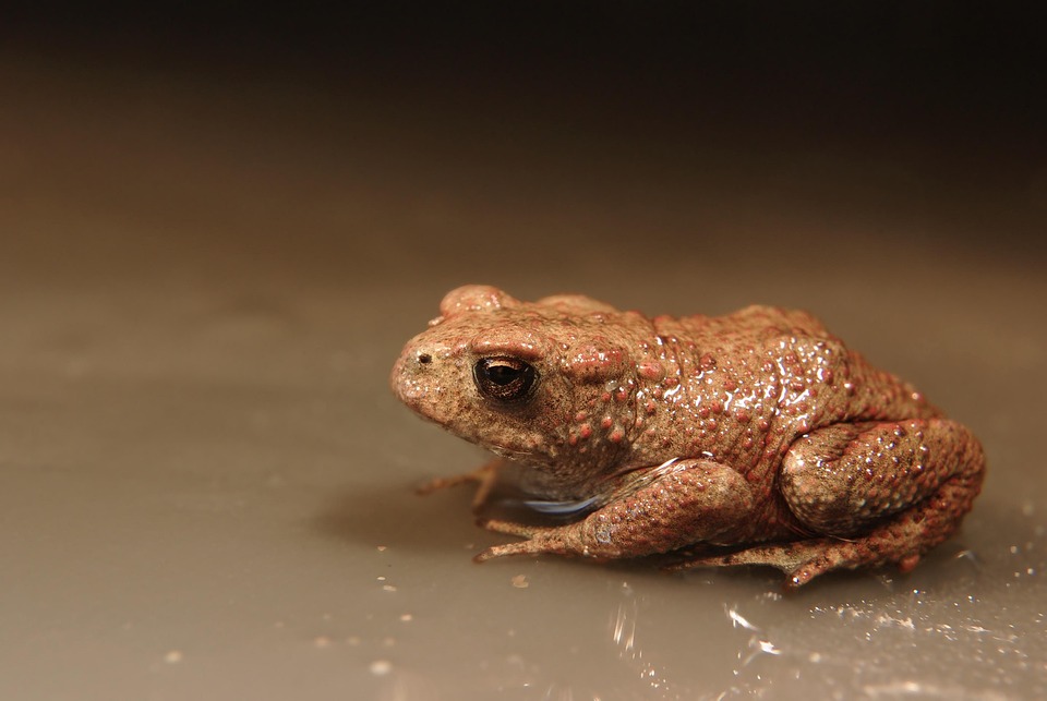 Rana Anfibio Animal - Foto gratis en Pixabay