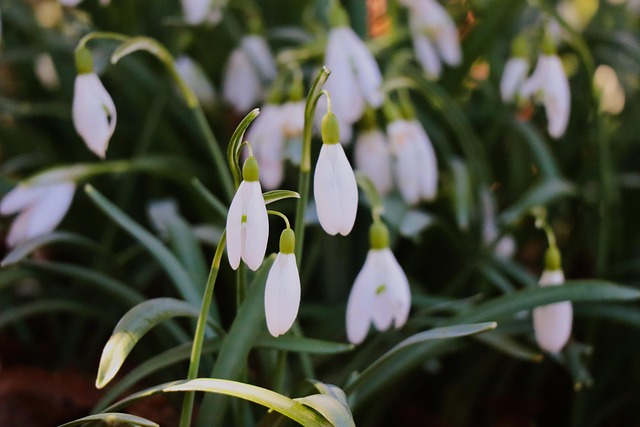 Perce-Neige Fleurs Les Plantes - Photo gratuite sur Pixabay - Pixabay