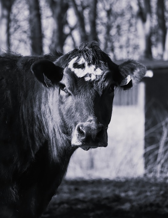 Animal Cow Monochrome - Free photo on Pixabay