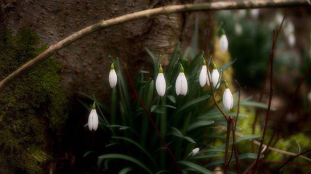 Perce-Neige Fleurs Plantes - Photo gratuite sur Pixabay - Pixabay