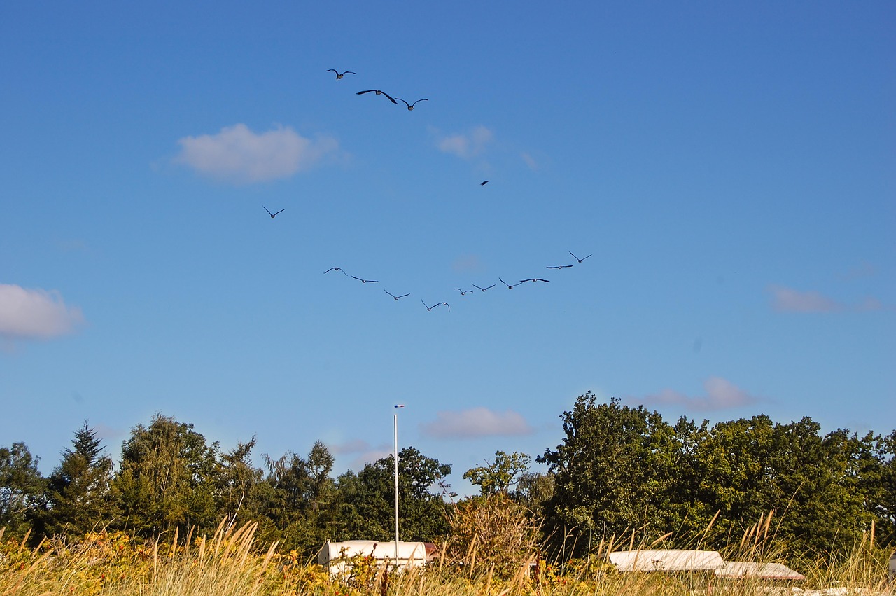 Birds Flying Nature - Free photo on Pixabay - Pixabay